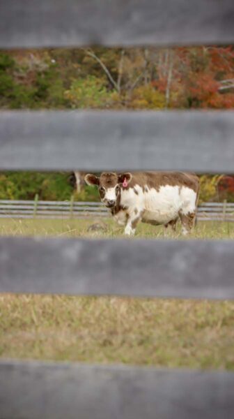 Hillcrest Farms LLC | Event Venue in Clinton, TN