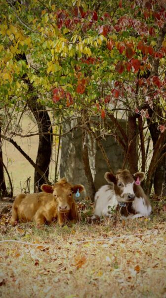 Hillcrest Farms LLC | Event Venue in Clinton, TN